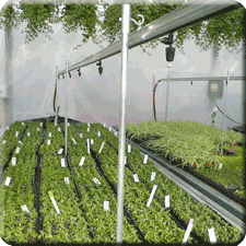 DRAMM - PolyRail Bench Riser Irrigation Support System