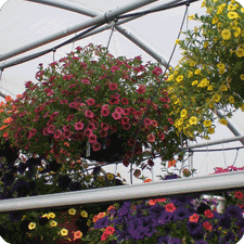 DRAMM - PCAS Pressure Compensated Drip System